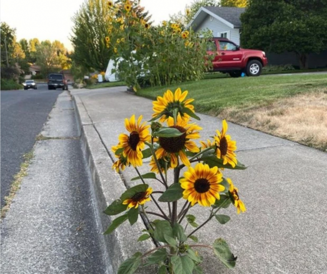 SỐNG HẾT MÌNH MỖI NGÀY - Cùng Sống An Vui